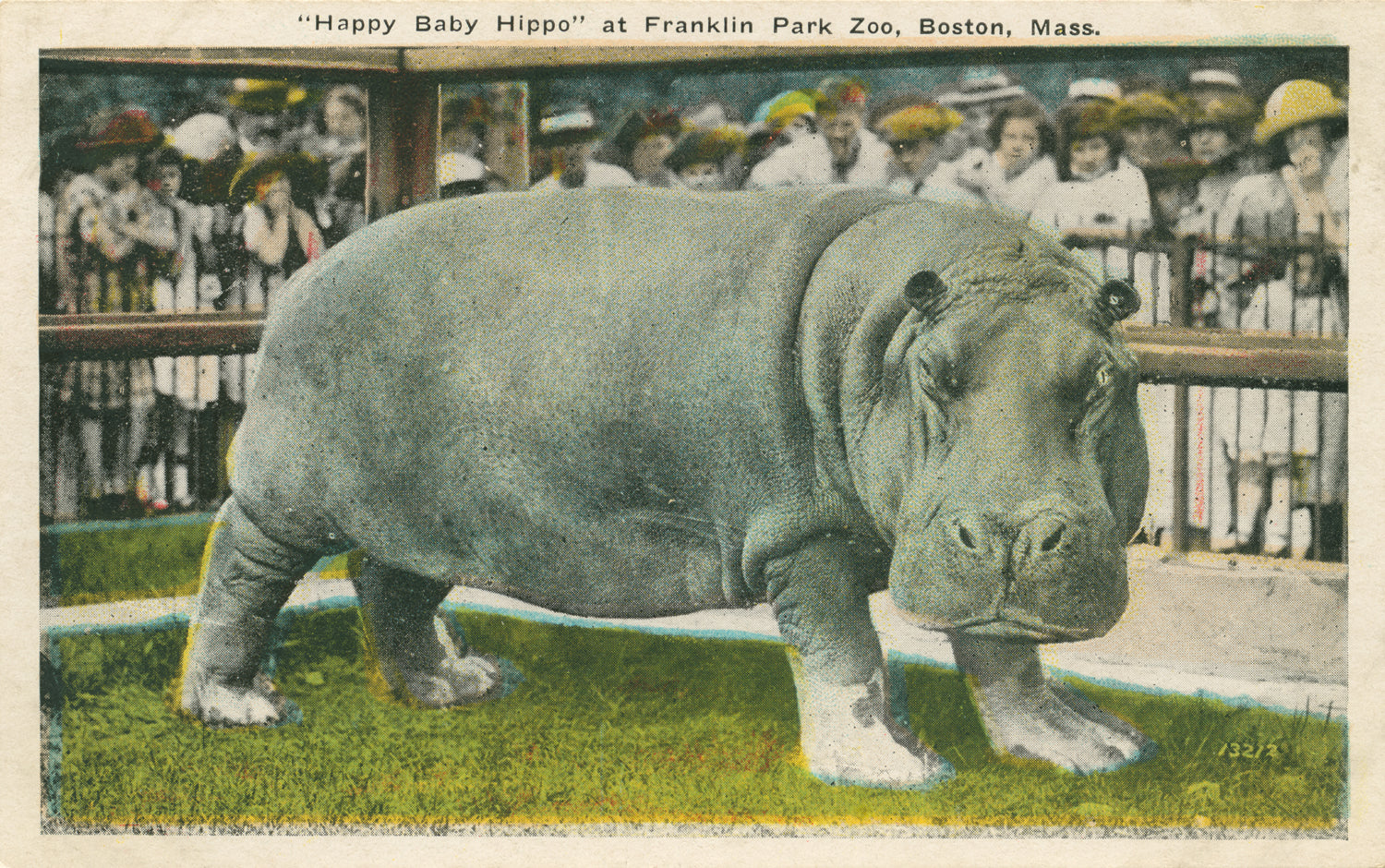 Franklin Park, Boston, Massachusetts: Baby Hippo – WardMaps LLC