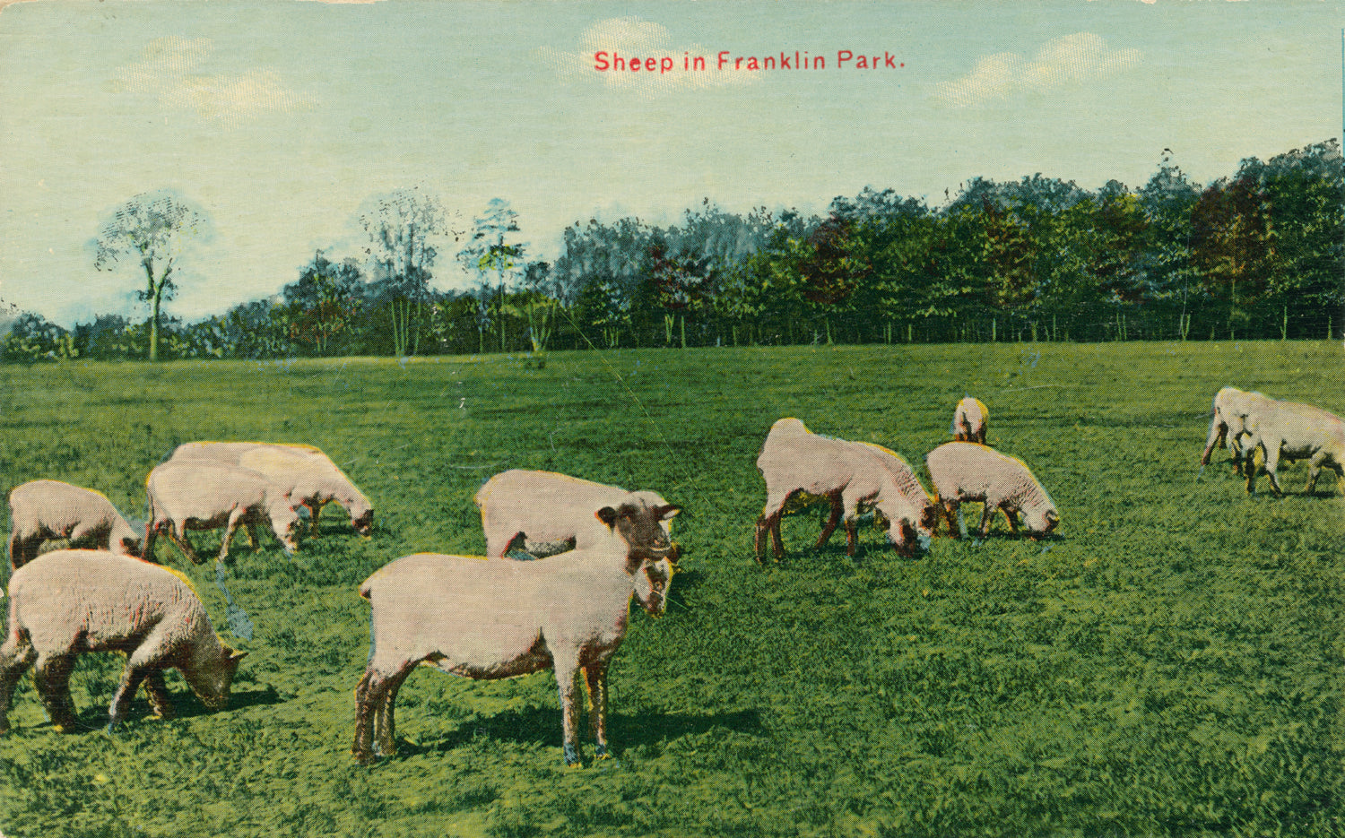 Franklin Park, Boston, Massachusetts: Sheep – WardMaps LLC