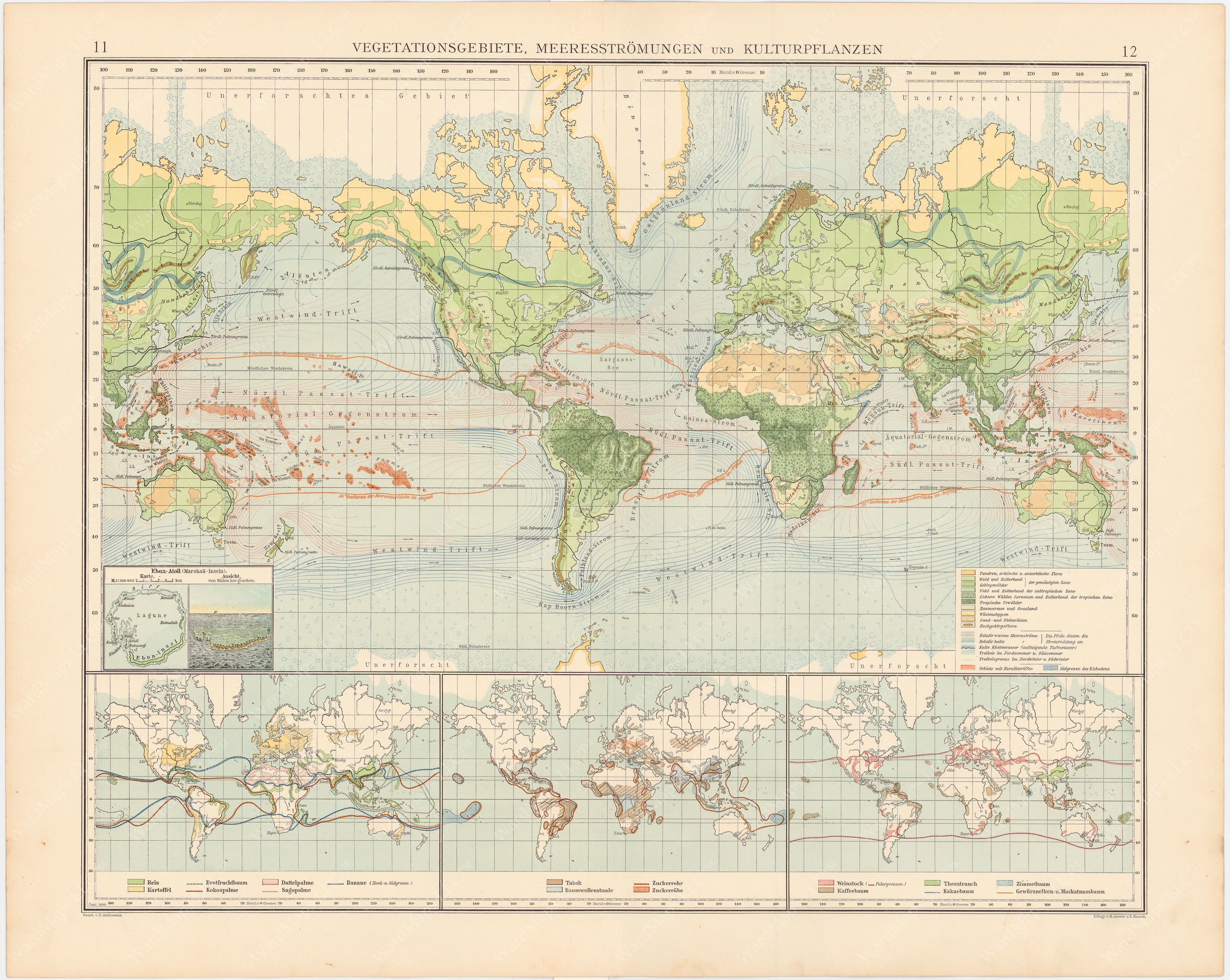 World 1899: Vegetated Areas and Cultivated Plants – WardMaps LLC